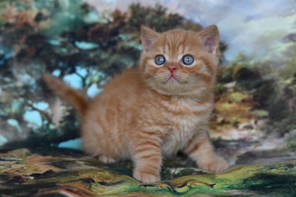 BKH-Kitten - seltene Farben - verschiedene Augen - Lemberg Lions