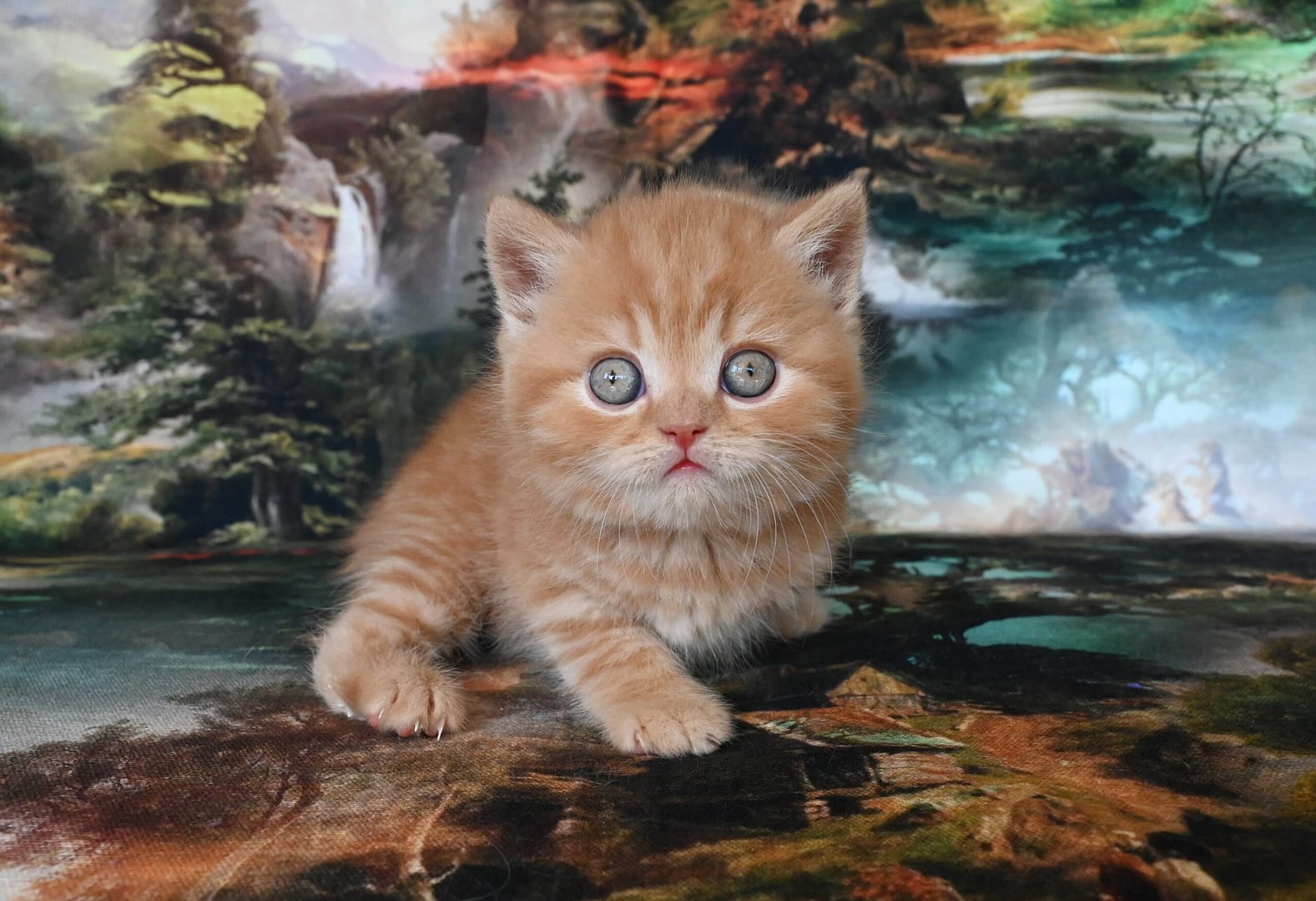 BKH-Kitten - seltene Farben - verschiedene Augen - Lemberg Lions