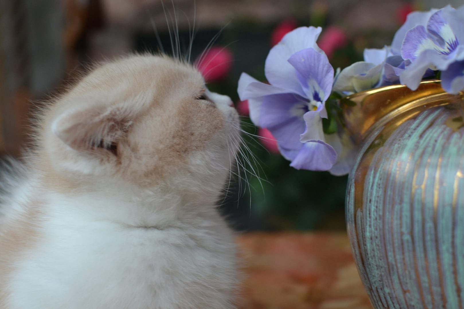 Krankheiten - Psychologie - Genetik der Britisch Kurzhaar Katzen ...