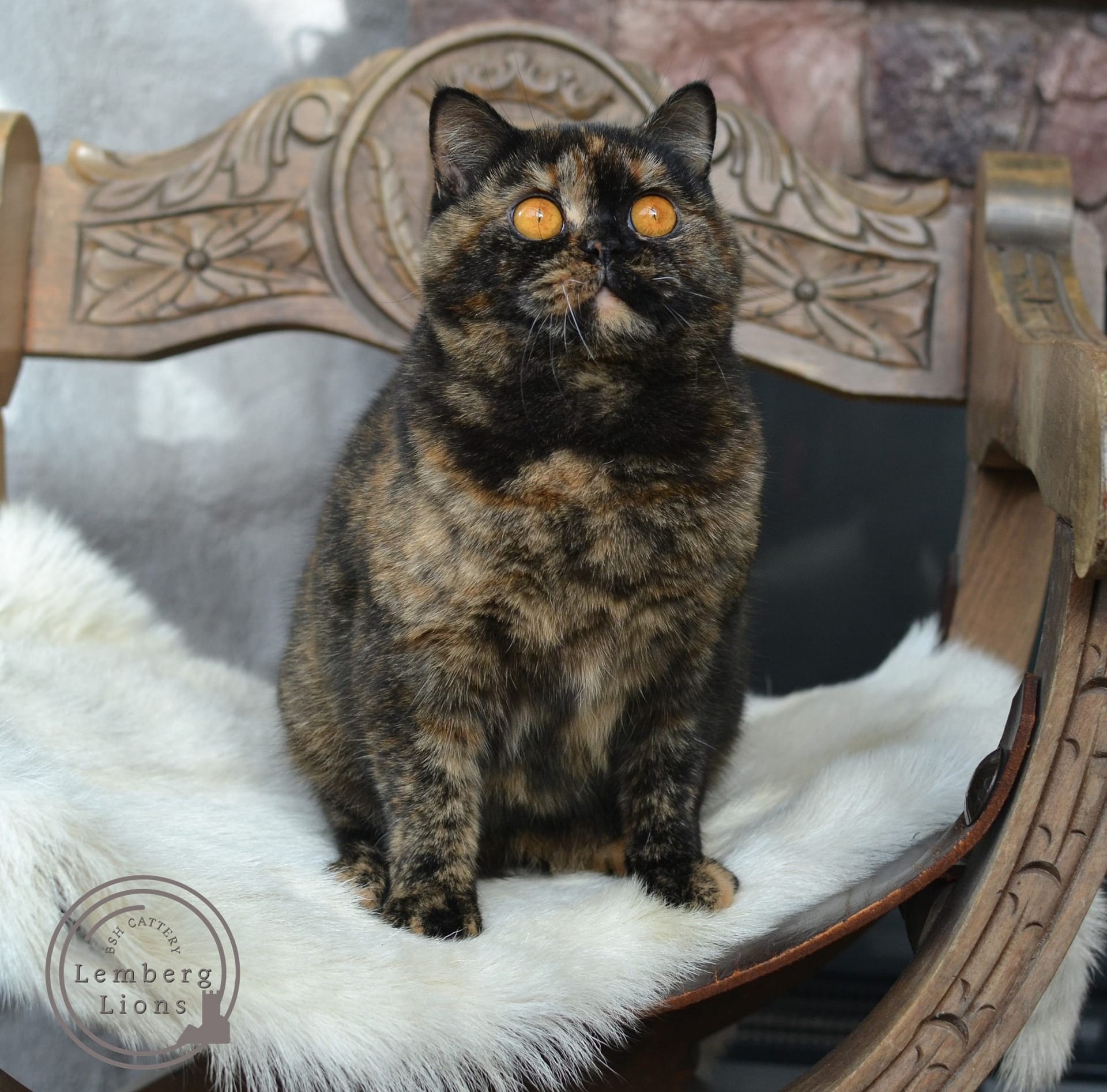 Britisch Kurzhaar - Zuchtkatzen - Lemberg Lions